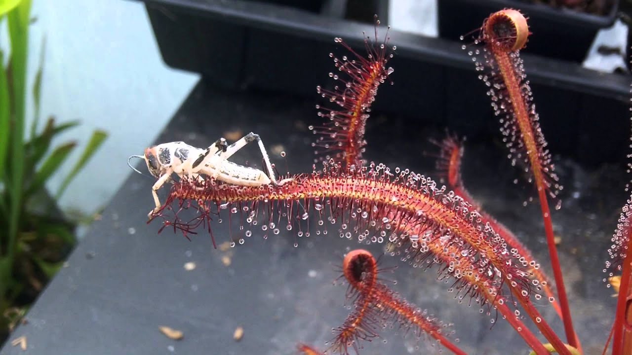 Locust eats Carnivorous Plant (you read that right) - YouTube