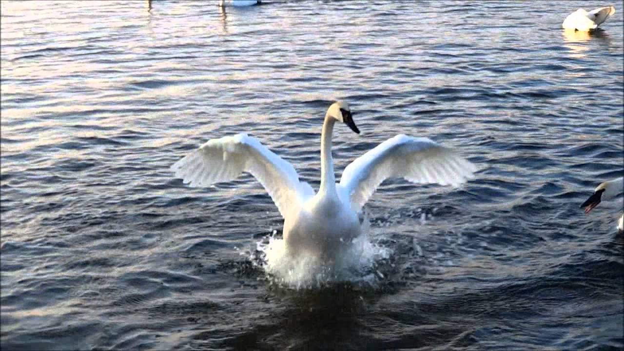 Trumpeters Flying In - YouTube