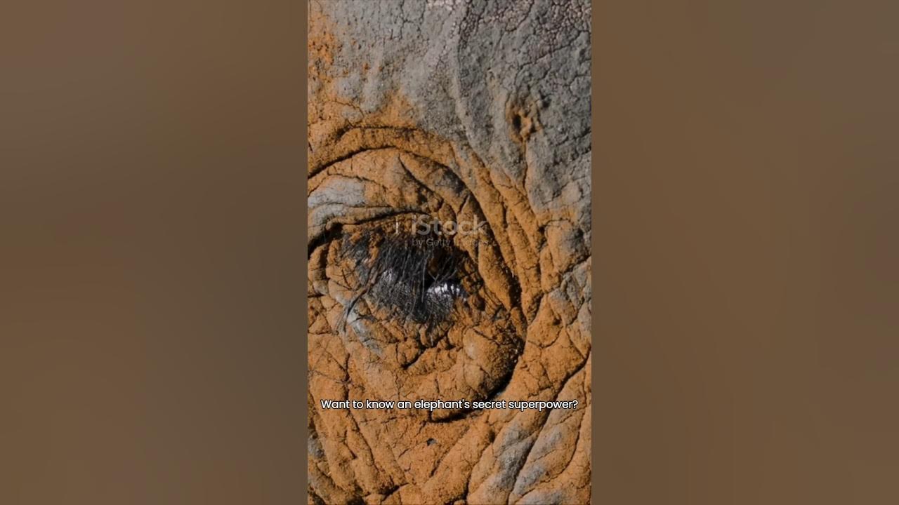 Elephant Communication : The Secret of Seismic signals! #didyouknow # ...