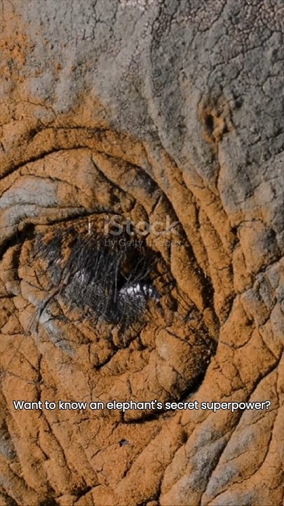 Elephant Communication : The Secret of Seismic signals! #didyouknow # ...