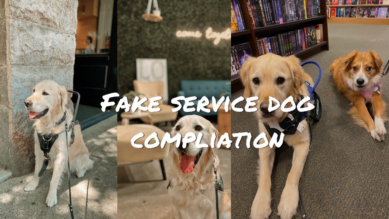 Fake service dog compilation! - YouTube