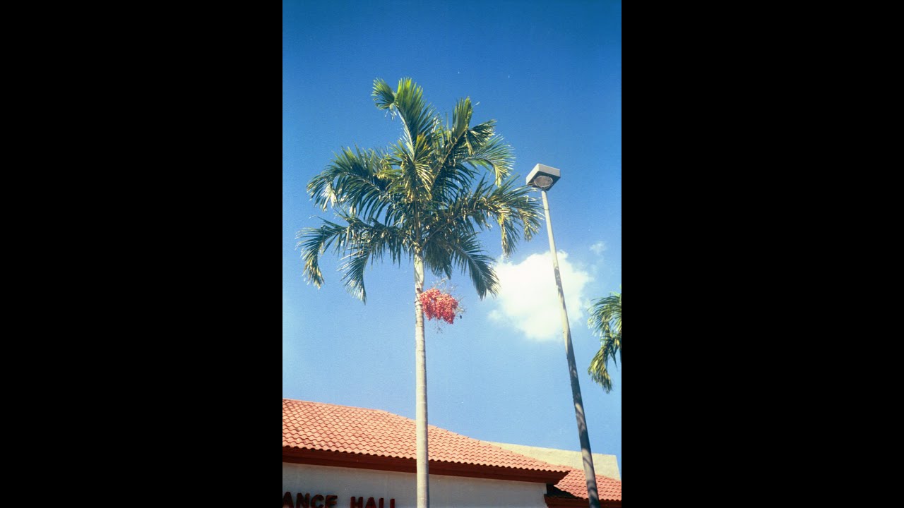 PS009 - Solitaire Palm Tree - Ptychosperma Elegans - Palm Tree ...