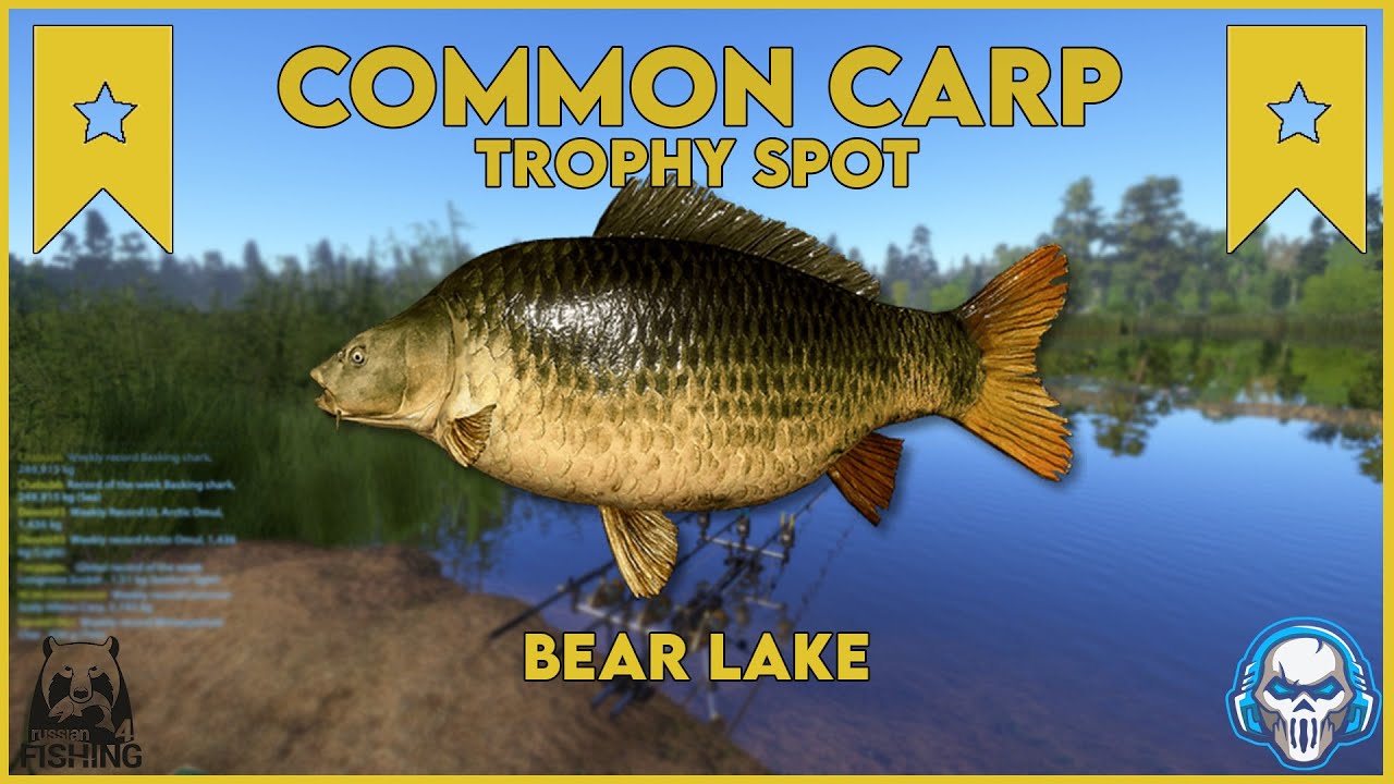 COMMON CARP TROPHY SPOT! BEAR LAKE - Russian Fishing 4 #RF4 - YouTube