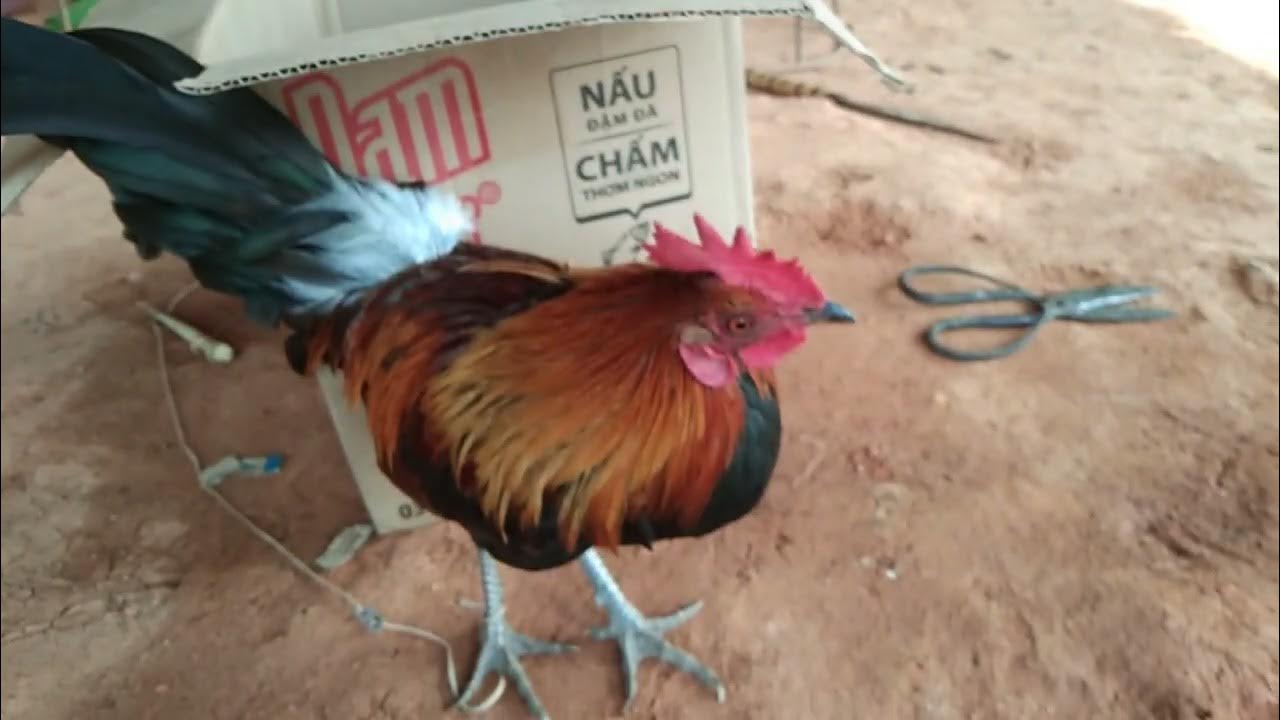 Hnub no xa qaib dib mus rau phooj ywg ngob bắc yên nawb - YouTube