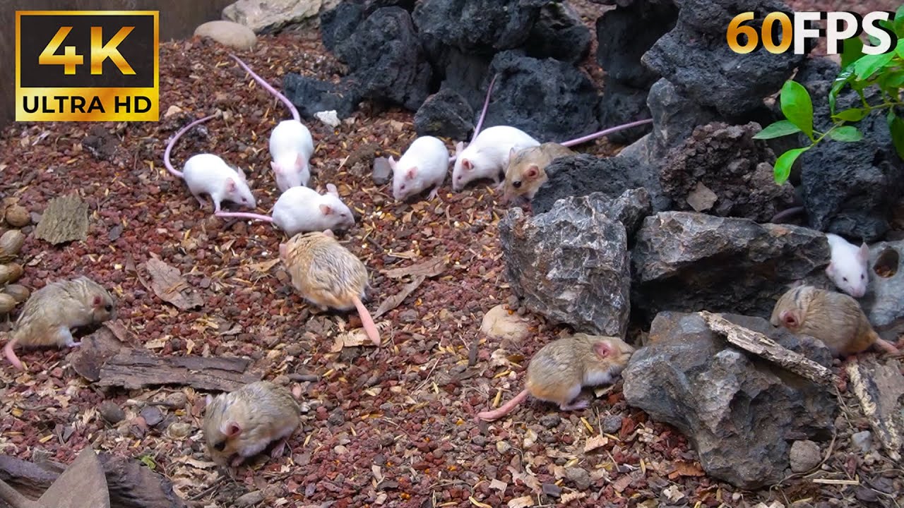 CAT TV: Mice Dancing Through Nature’s Pathways 🍂 | Mesmerizing 4K UHD ...