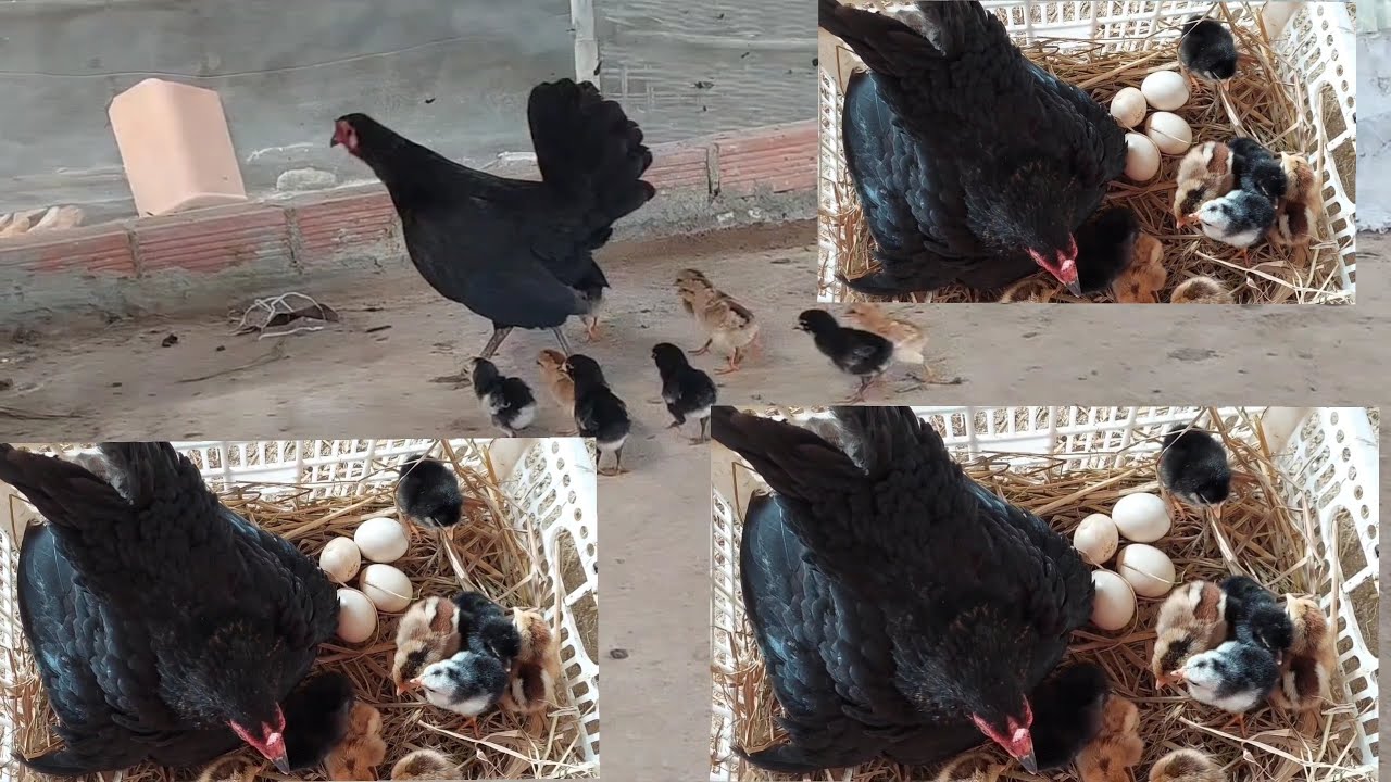 Go down to the pothole to finish the hatching and the mother hen takes ...