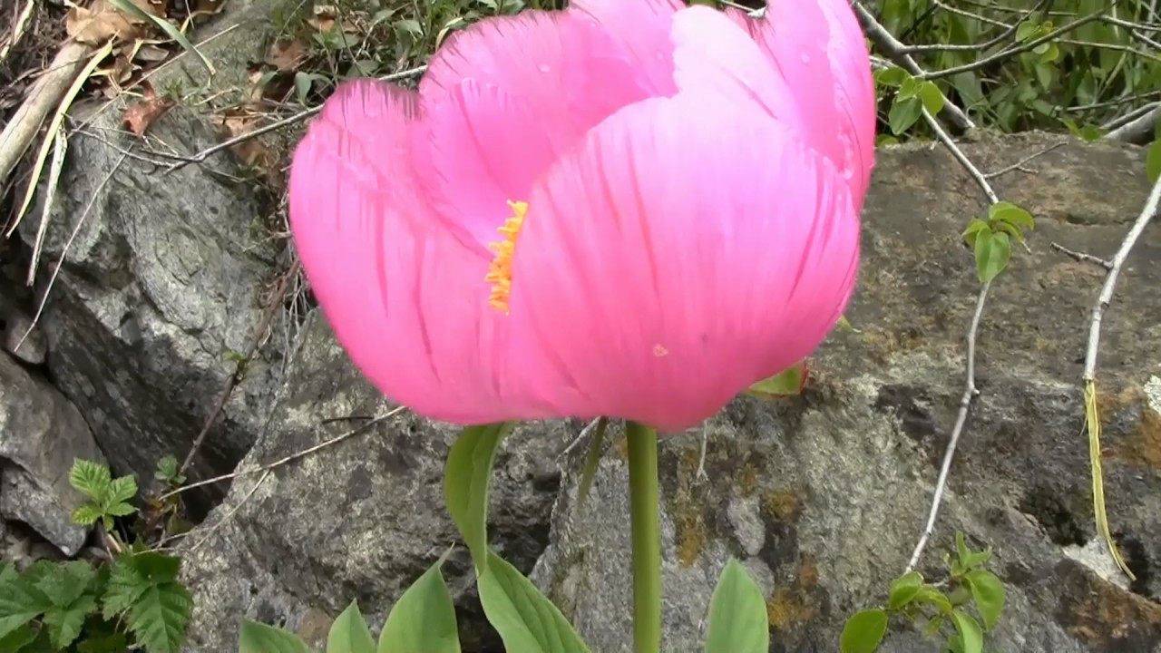 Peonia selvatica - YouTube