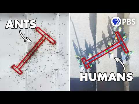 The Intelligence Test Where Ants Beat Humans