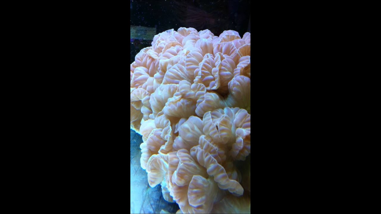 Large Fox Coral Living Reef - YouTube