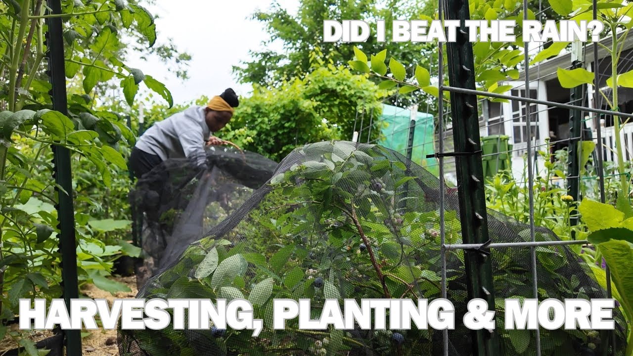 Succession Sowing + Potting Up | Blueberries + Calendula | Feeding Before the Rain (Don't Pull ...