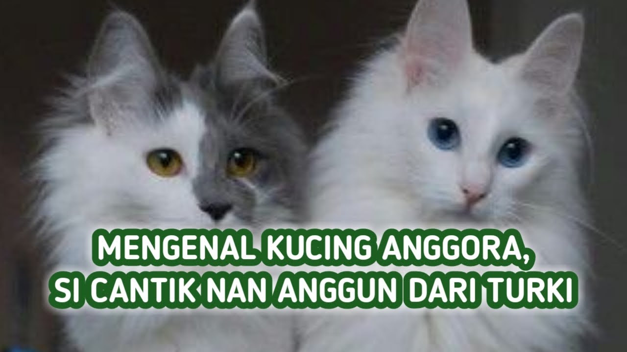 Mengenal Kucing Anggora, Ciri, Karakter, Jenis dan Harganya - YouTube