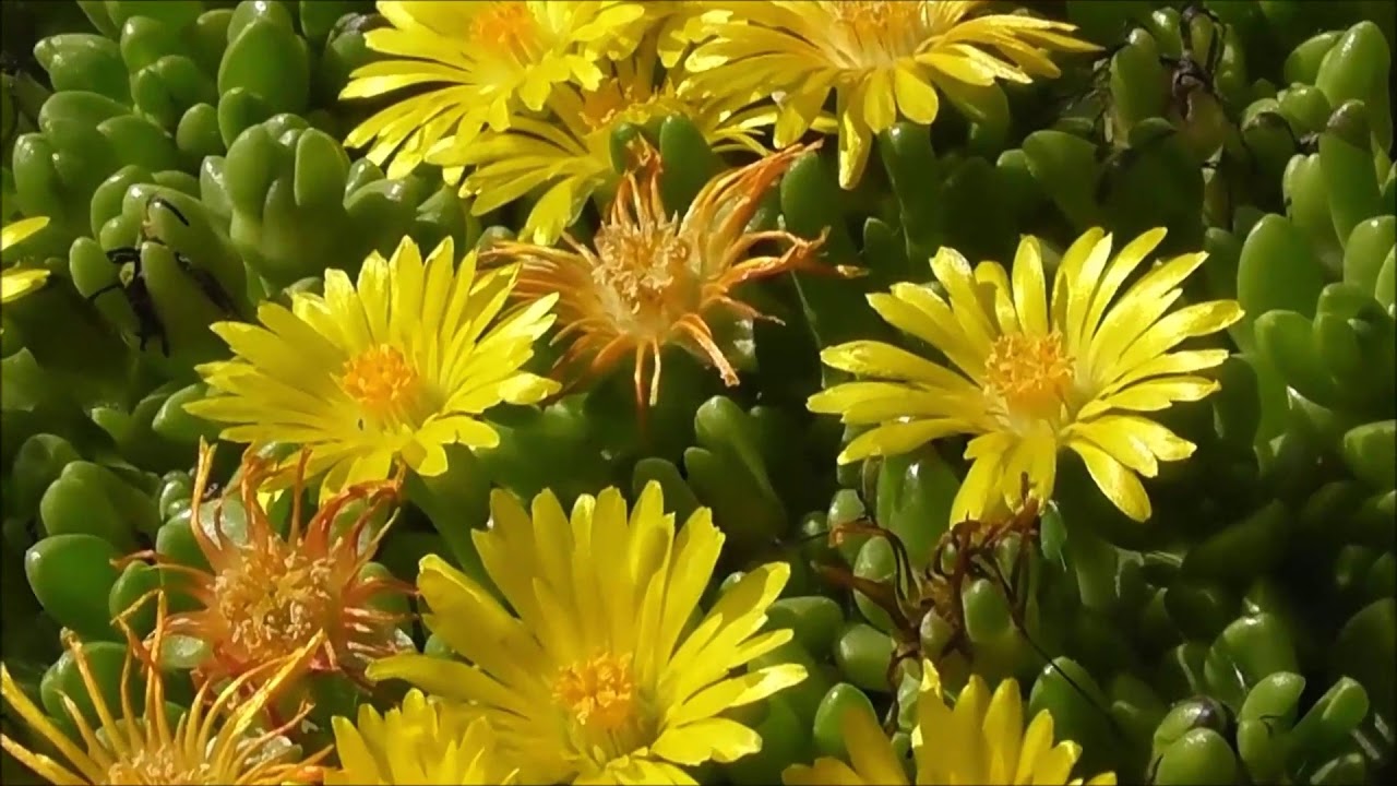 Delosperma nubigenum: Yellow Ice Plant - Lesotho-Mittagsblume - YouTube
