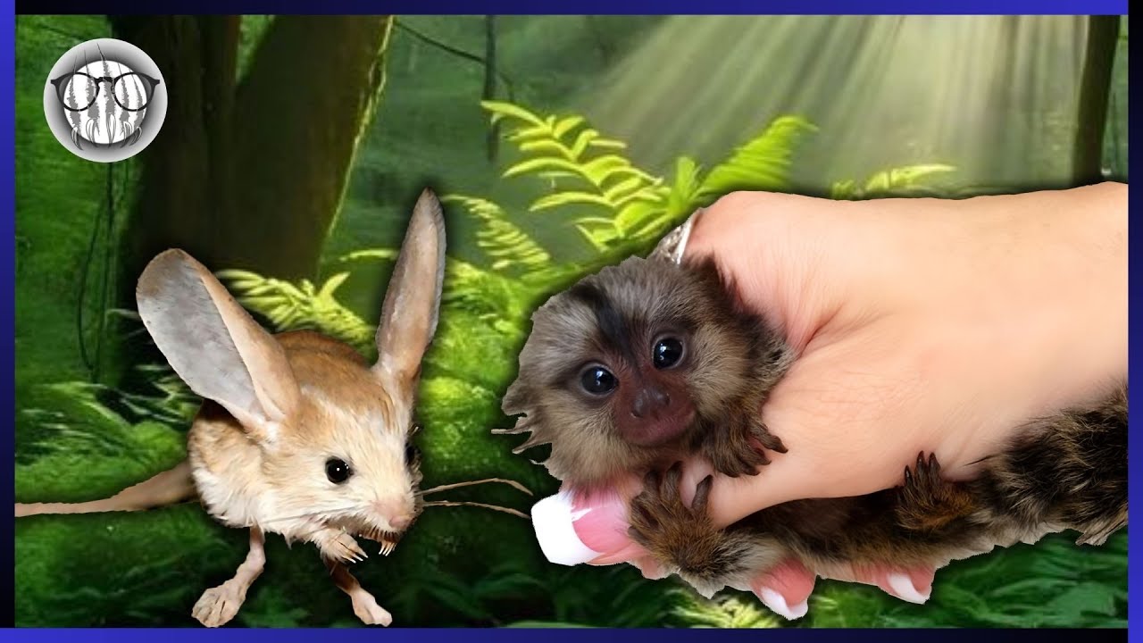 Tiny but Mighty: Discovering the Smallest Mammals on Earth - YouTube