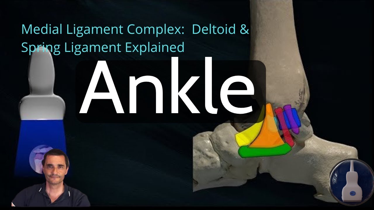 ANKLE ANATOMY | Medial Ligament Complex: Deltoid & Spring Ligament ...