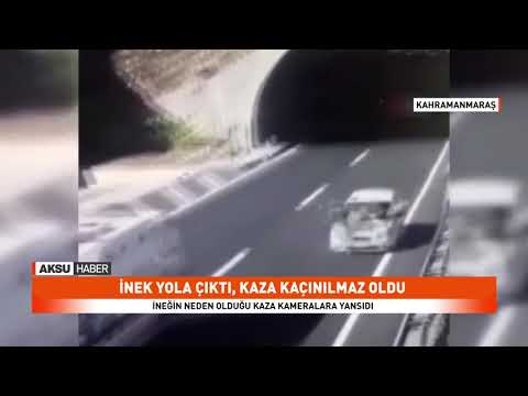 İNEK YOLA ÇIKTI , KAZA KAÇINILMAZ OLDU  İNEĞİN NEDEN OLDUĞU KAZA KAMERALARA YANSIDI