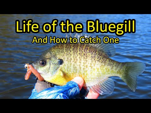 Can You Keep Bluegills As Pets California