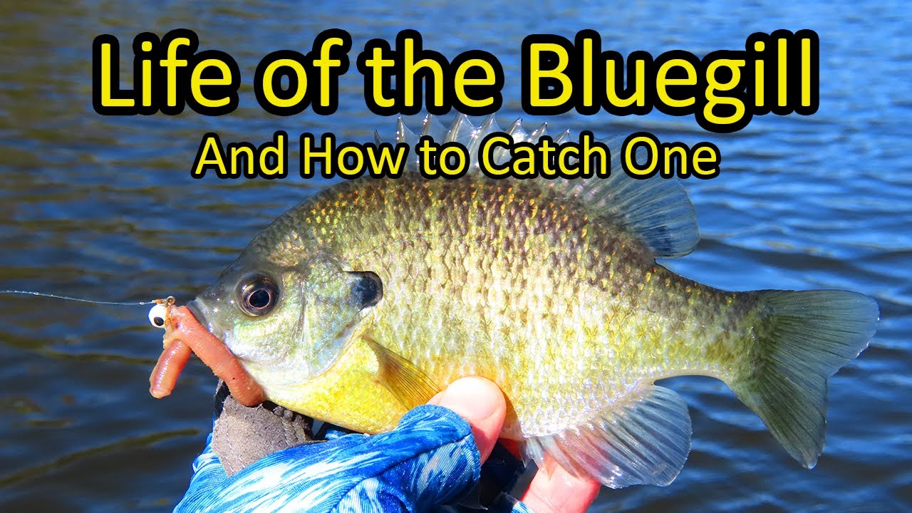 Life of the Bluegill and How to Fish for Bluegill - YouTube
