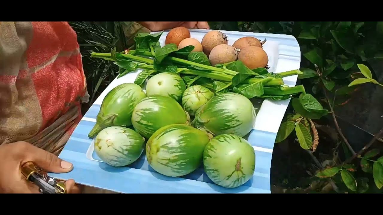 Fruit and Vegetable 🍆 hervesting#nature #greening #roofgardening #fruit ...