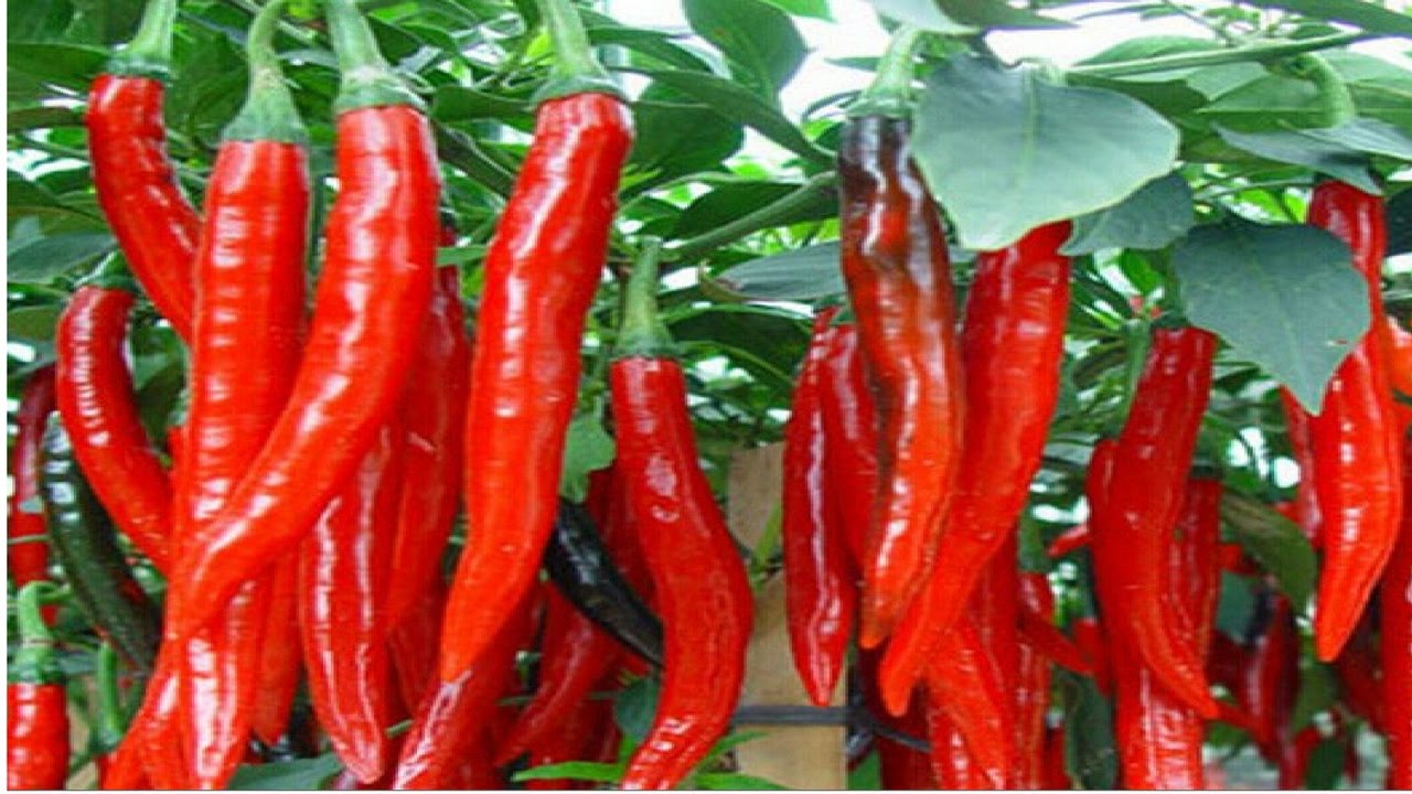 Pimenta,Como plantar,Pimenta Dedo de Moça - YouTube