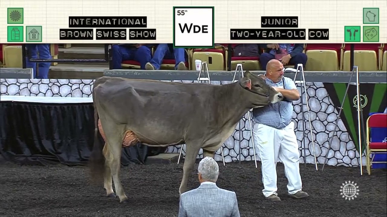 328 BROWN SWISS JUNIOR TWO-YEAR-OLD COW - YouTube