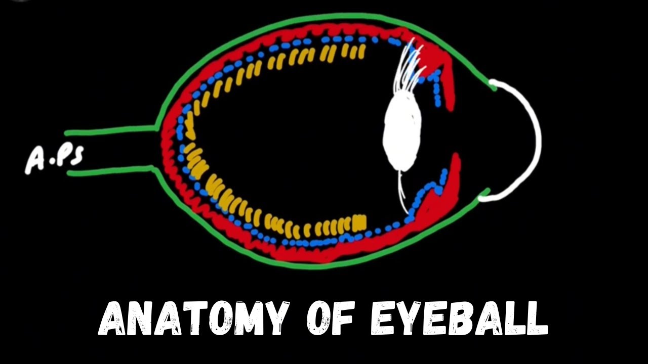 Anatomy of EYEBALL | Structure of Eye - YouTube