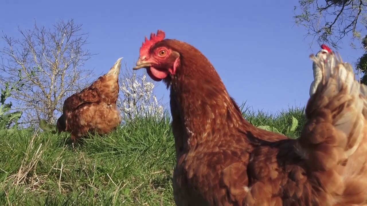 Basse cour en liberté . - YouTube