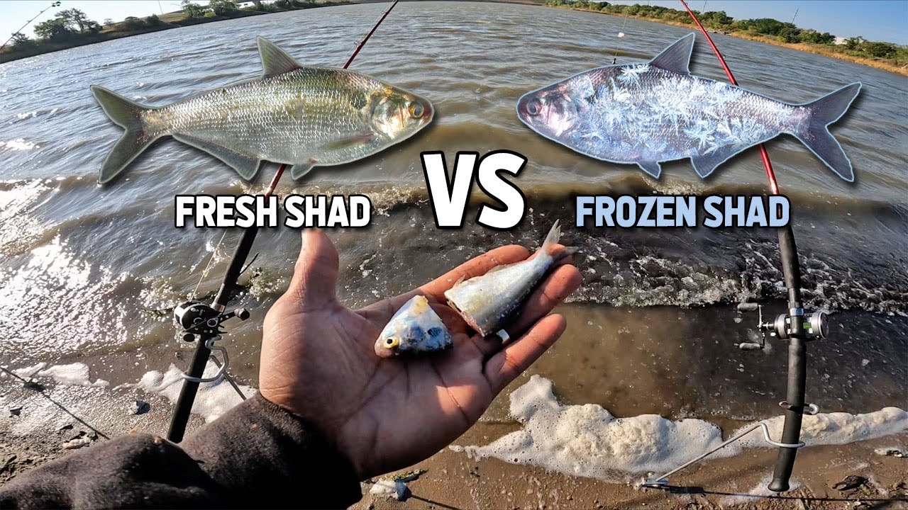 Fresh Or Frozen Shad (Which Is Better?) - YouTube