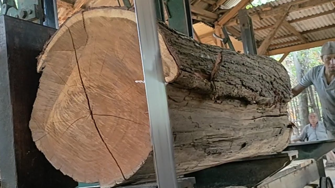 super hard and old acacia wood cutting - YouTube