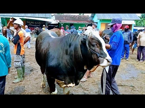 ISTIMEWA!! Simental moncong calon 1 TON!! Pasar Tuban terbaru - YouTube