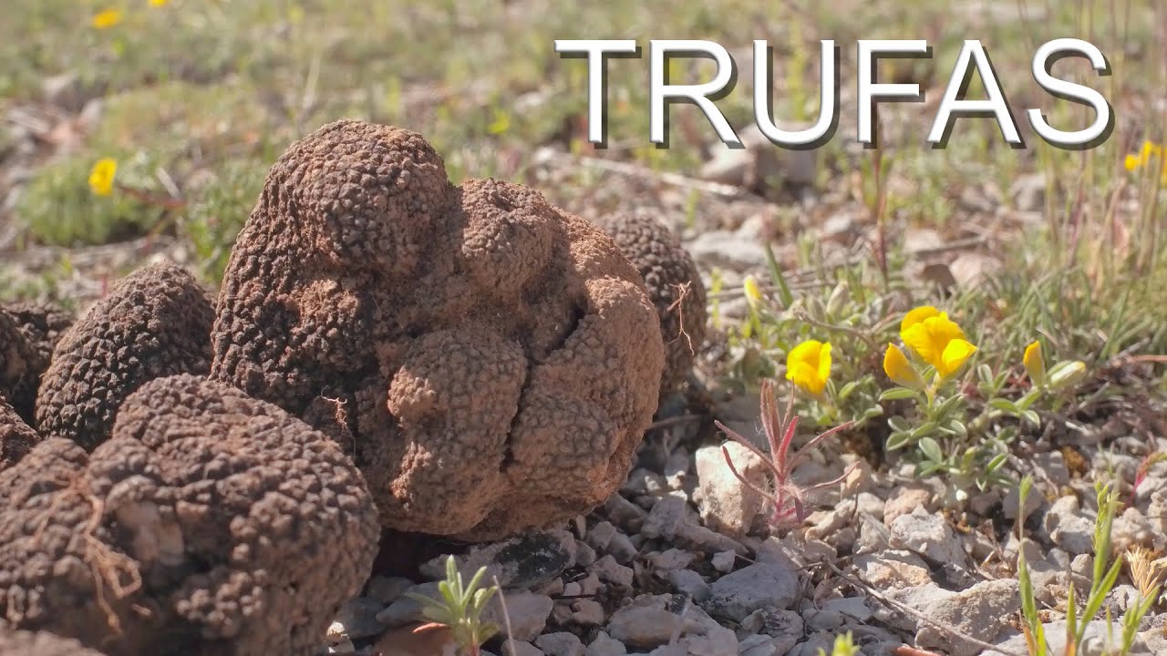Cómo coger trufas. Trufa de verano (Tuber aestivum) - YouTube