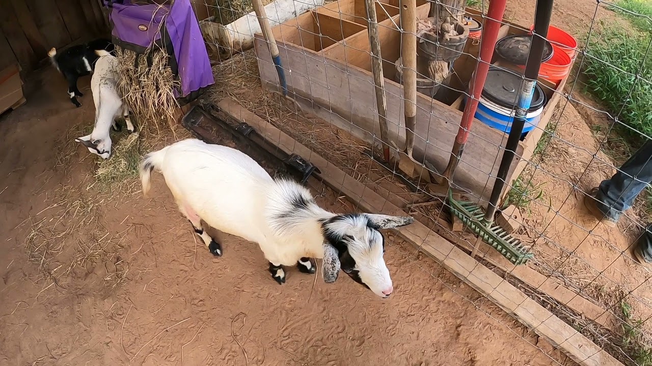 Billy the Nigerian Dwarf Goat - YouTube