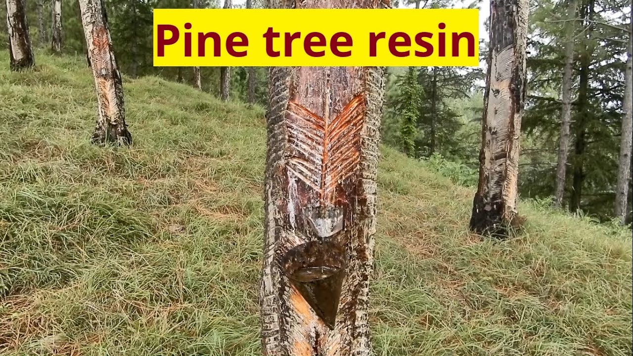 Pine tree resin || Himachal Pradesh, India - YouTube