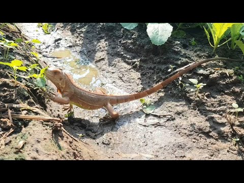 Snap in vegetable garden with my iguana Subeen and Dory😘