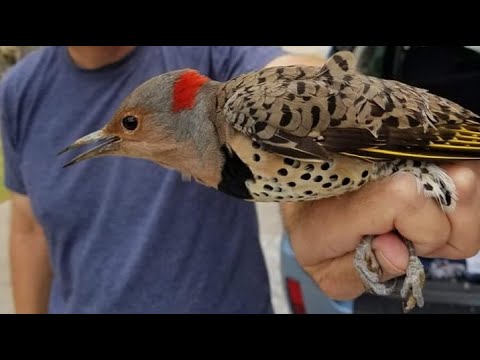Birds in Hand: A Live Bird Banding Discussion and Q&A with UTC's Dr ...