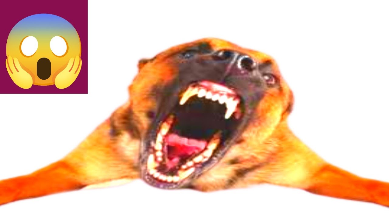 Dog eating Roti | Kutte ko Roti Khilane ki Video | Dog Eating | Dog ki ...