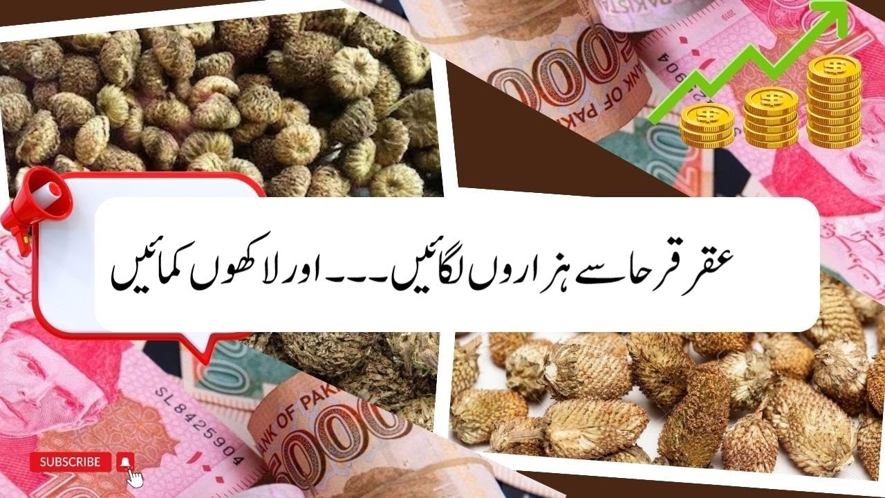 Aarkara Farming | Akarkara Seeds | عقر قرحا پر لاکھوں لگائیں۔۔ اور ...