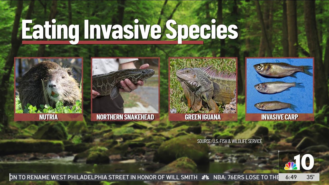 Federal agency urges you to eat these invasive species - YouTube