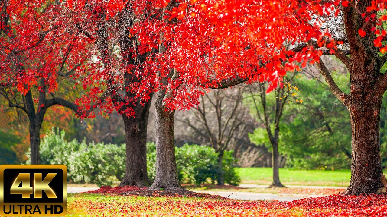 Fall foliage colors in Richmond Virginia USA 4k video - YouTube