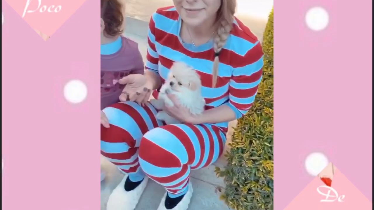 Poncho de Nigris regalo de navidad un perrito para ponchito y Isabella ...