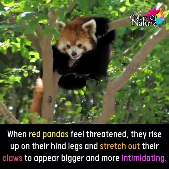 Red Panda's Secret Defense: You Won't Believe What They Do! #shortsfeed ...