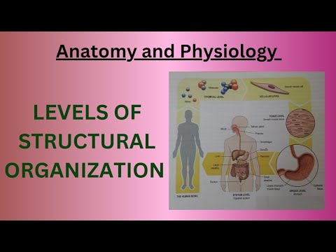 Levels of structural organization of Human body - YouTube