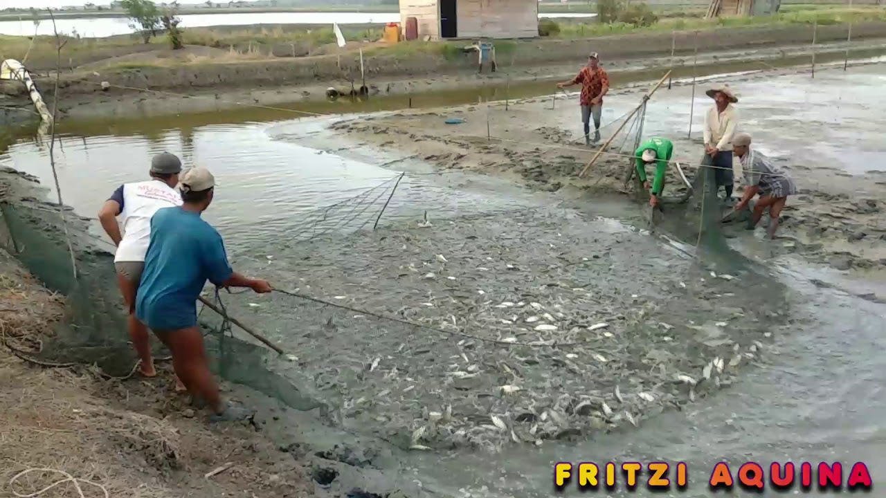 Cara panen tambak ikan bandeng secara tradisional atau secara alami ...