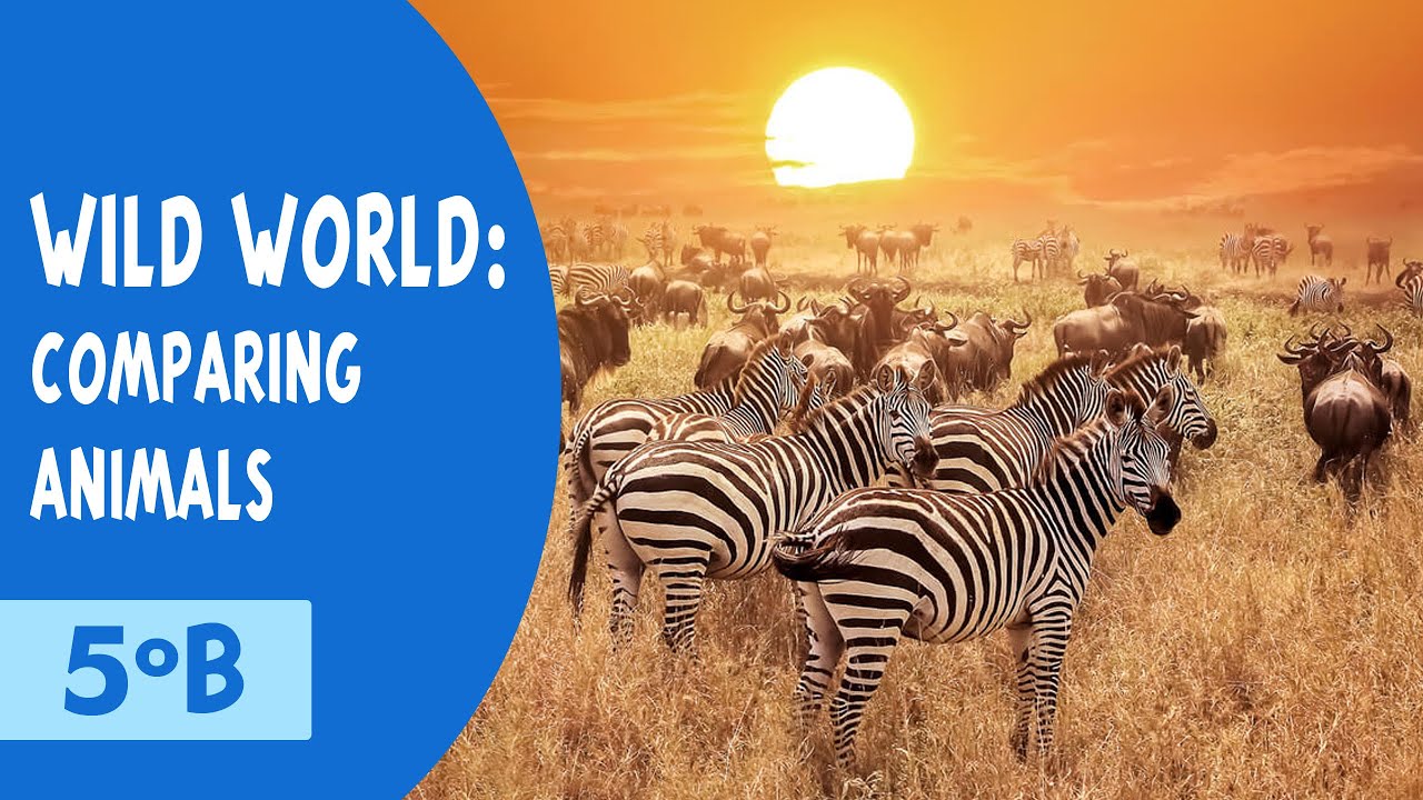 WILD WORLD (Comparing animals) 5ºB - YouTube