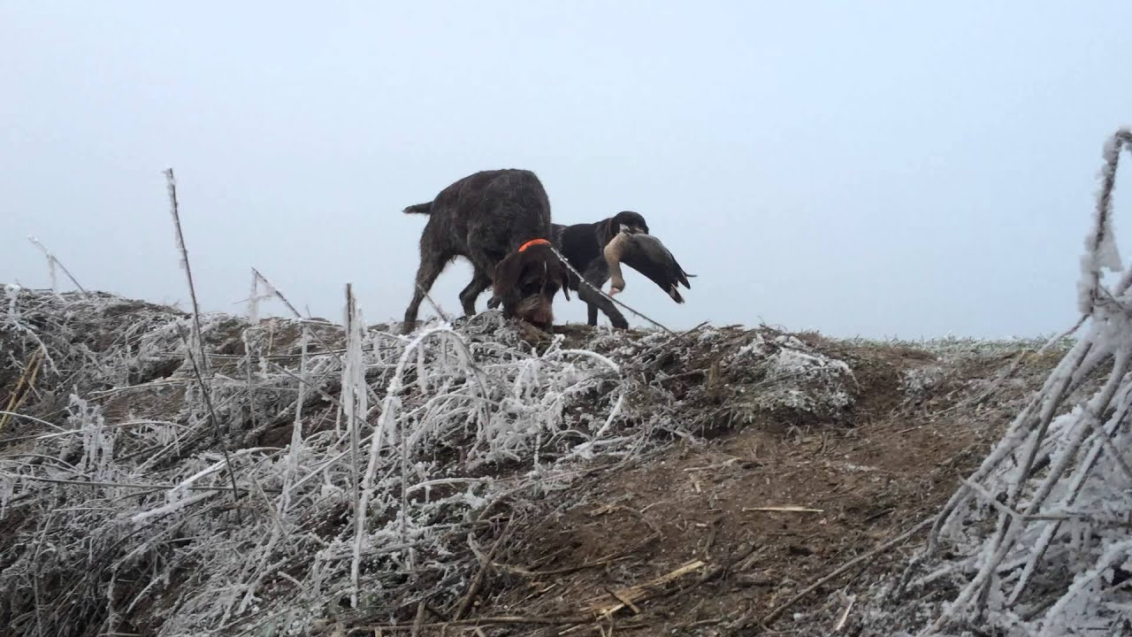 brac german cu par sarmos www.brac-german.com - YouTube