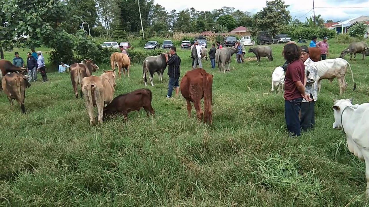 Jenis-jenis sapi atau lembu - YouTube