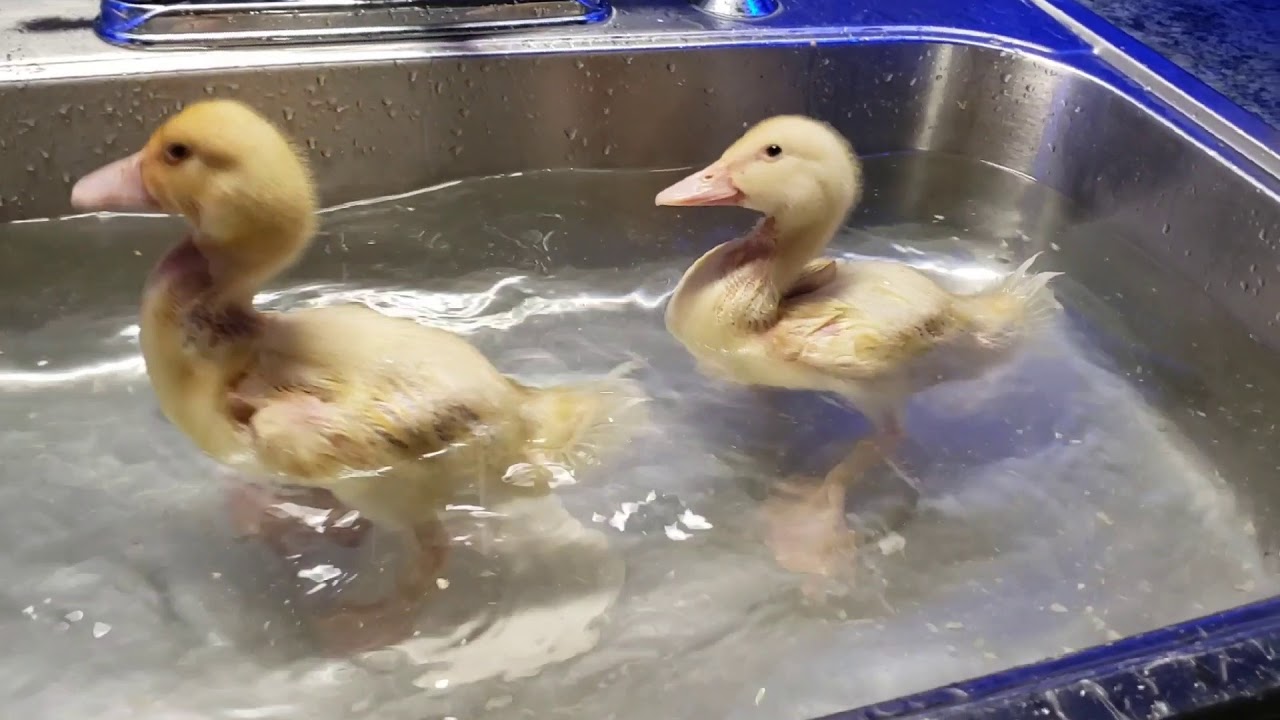 Ducks take a bath in the sink - YouTube