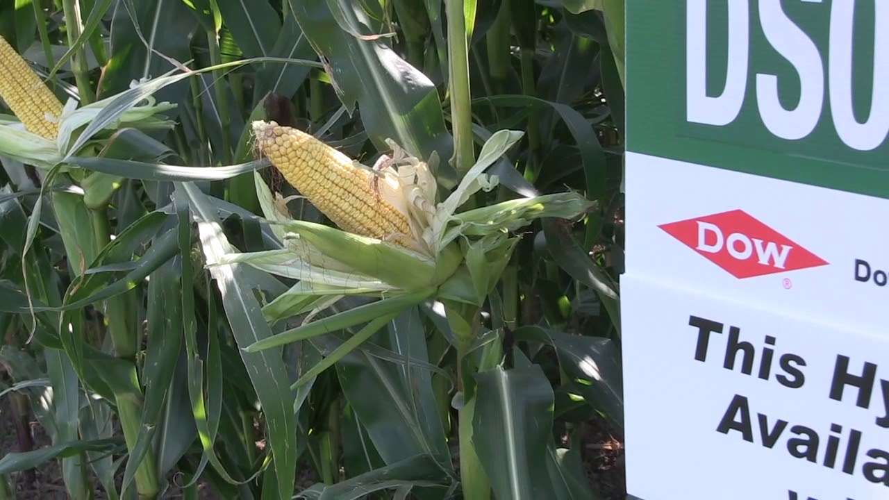 Enlist corn ready to go for 2018 - YouTube