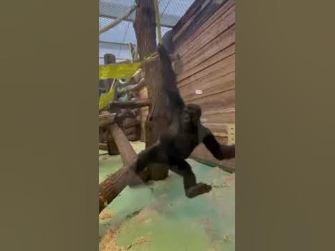 Горилла врезалась в стекло - YouTube