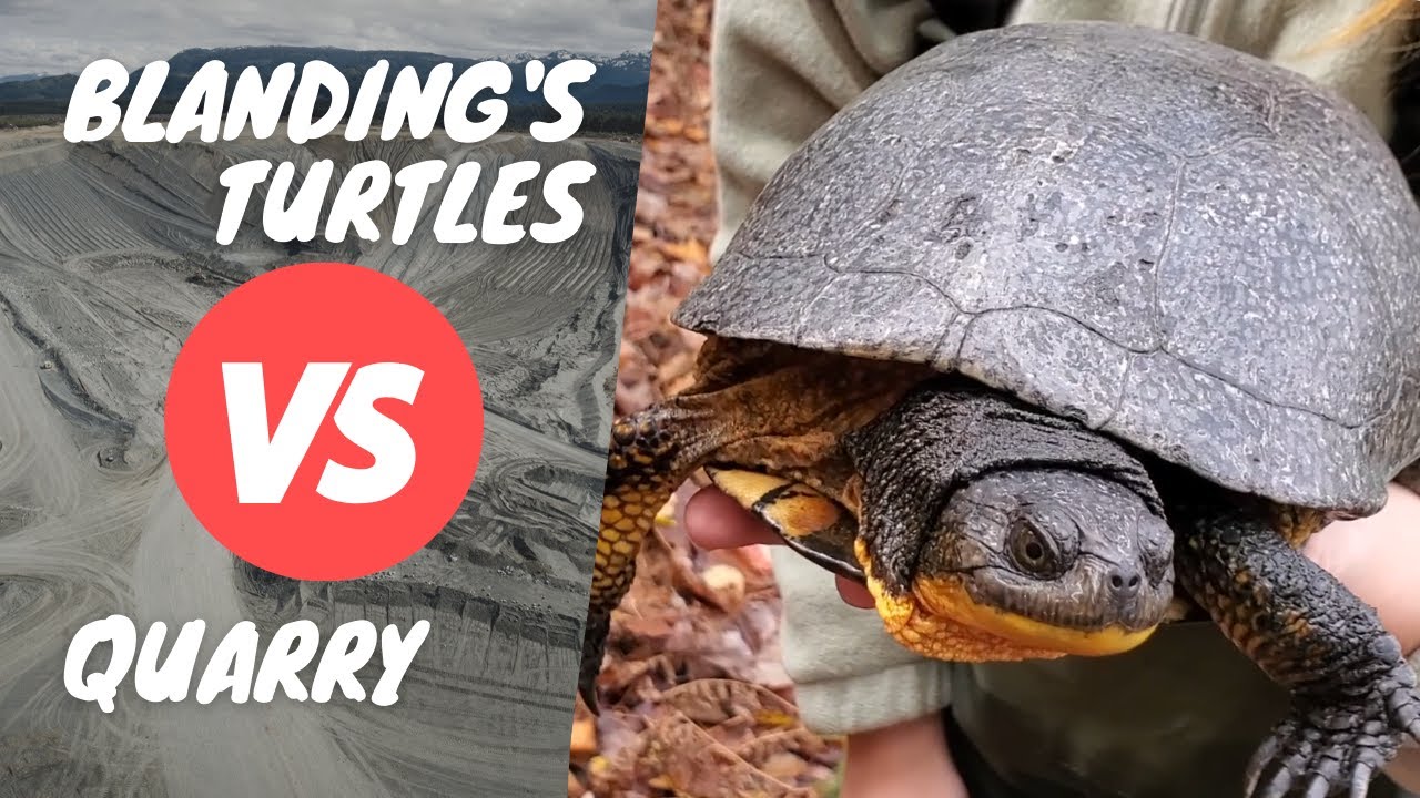 Endangered Blanding’s Turtles vs. Rock Quarry - YouTube