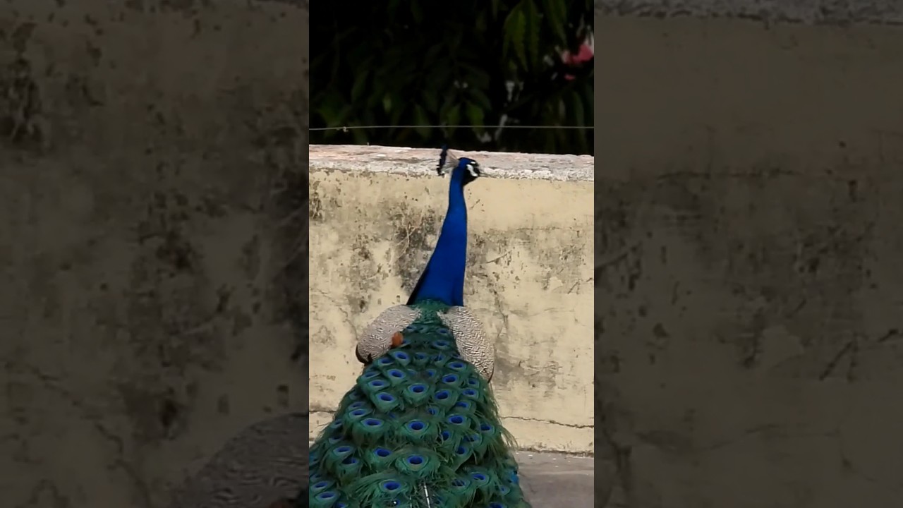 Beautiful Peacock calling... - YouTube